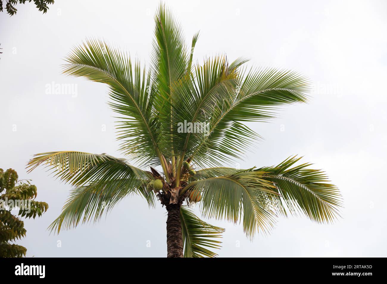 Coconut trees in full bloom in Sanya, Hainan Province, China Stock ...