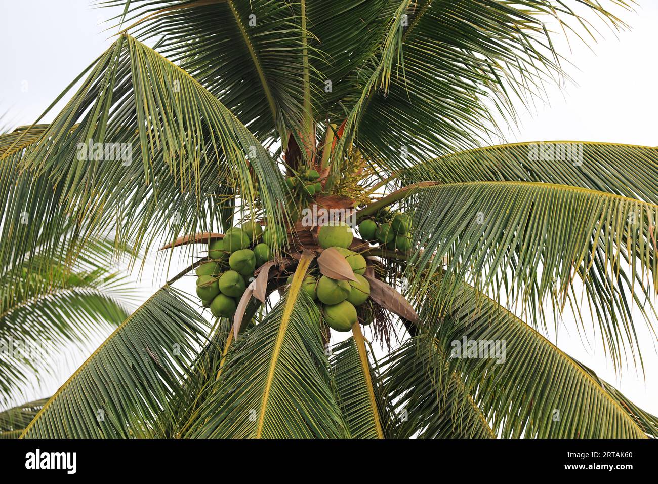 Coconut trees in full bloom in Sanya, Hainan Province, China Stock ...