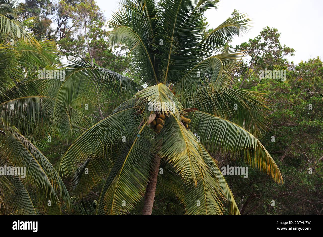 Sanya hainan province china hi-res stock photography and images - Alamy