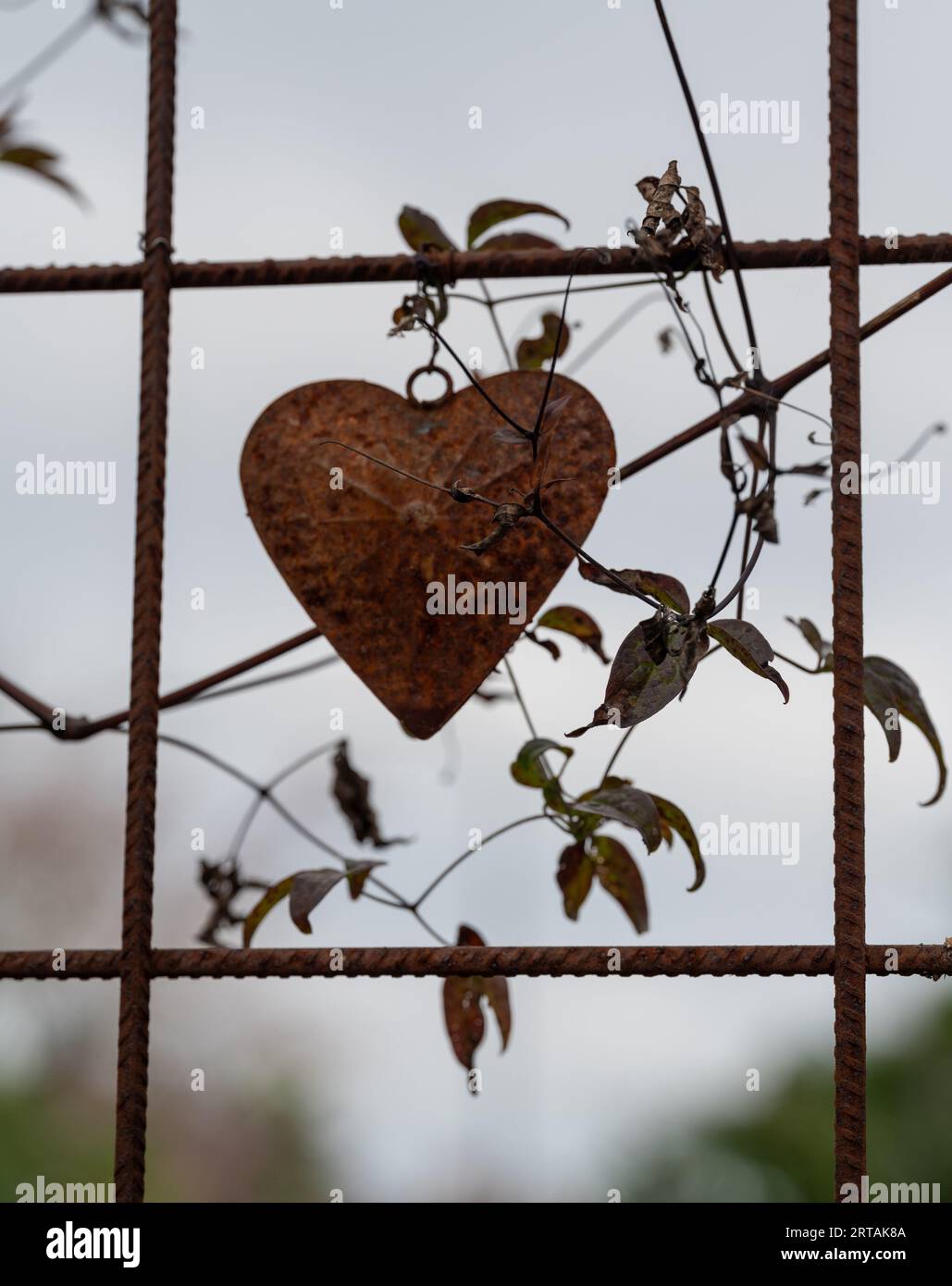 Metal hart hanging in standing rebar in garden Stock Photo - Alamy