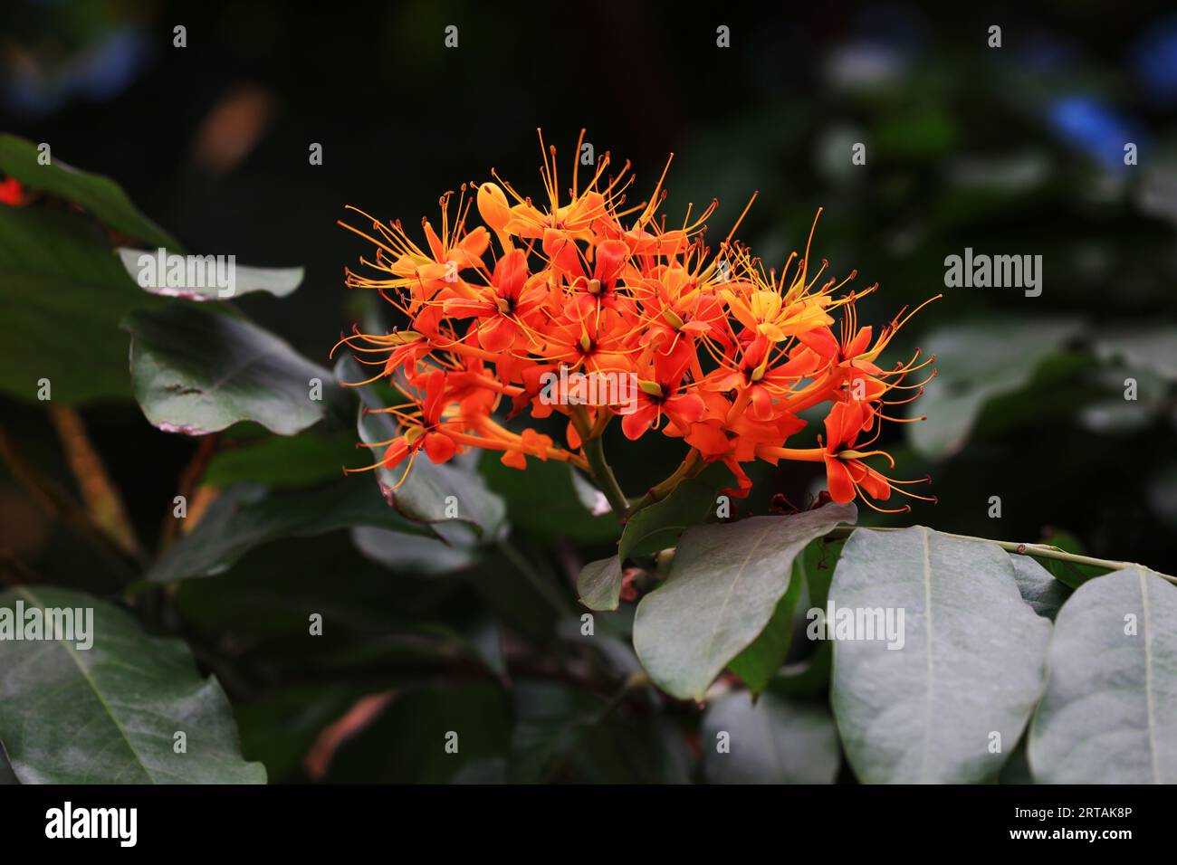Flowers of carefree trees on the streets of Guangzhou, Guangdong ...