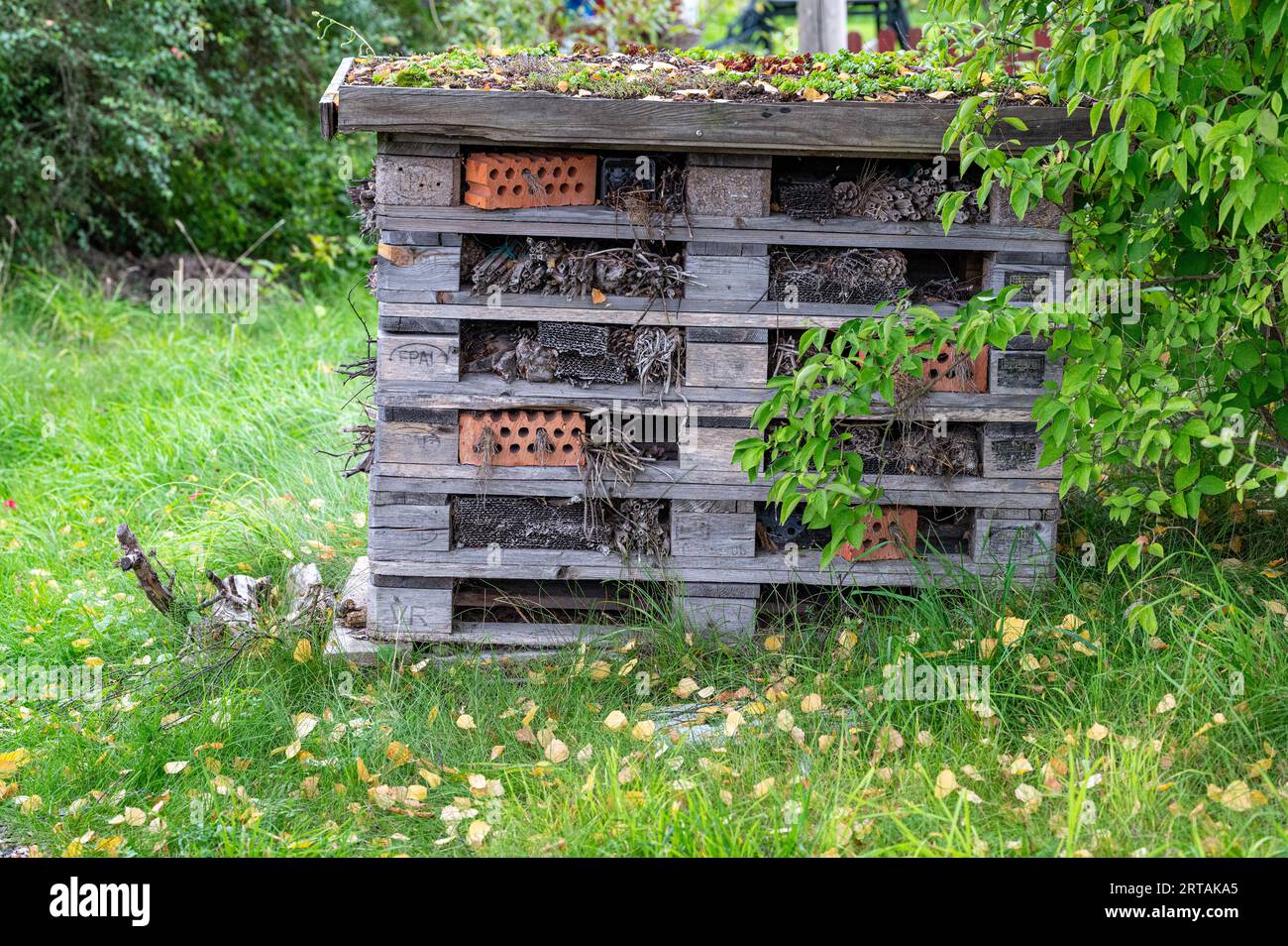 Bug hotel pallet hi-res stock photography and images - Alamy