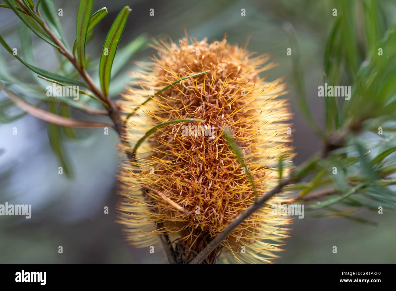 australian native yellow flowers in the bush in spring in the forest ...