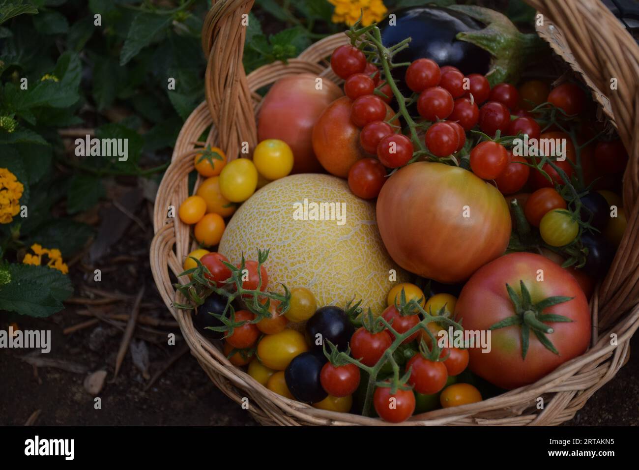 Wooden basket with vegetables from a garden in the countryside ...