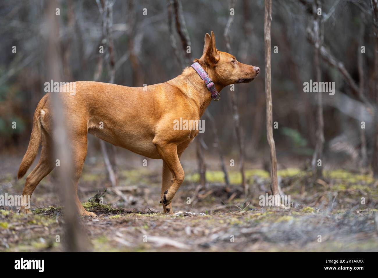 working kelpie dog sitting in grass on a farm Stock Photo - Alamy
