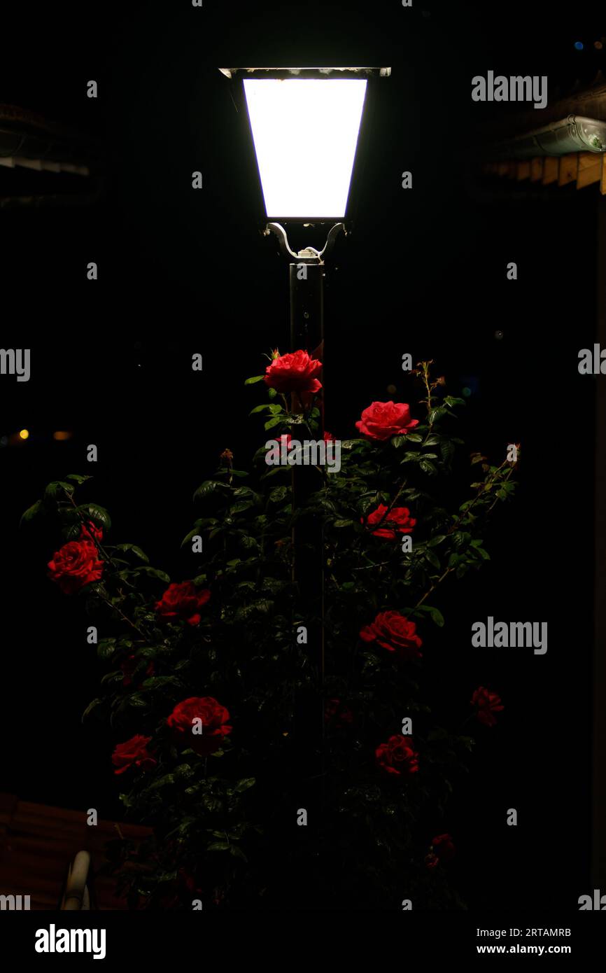 A vibrant red rose bush illuminated by an electric street lamp on a ...