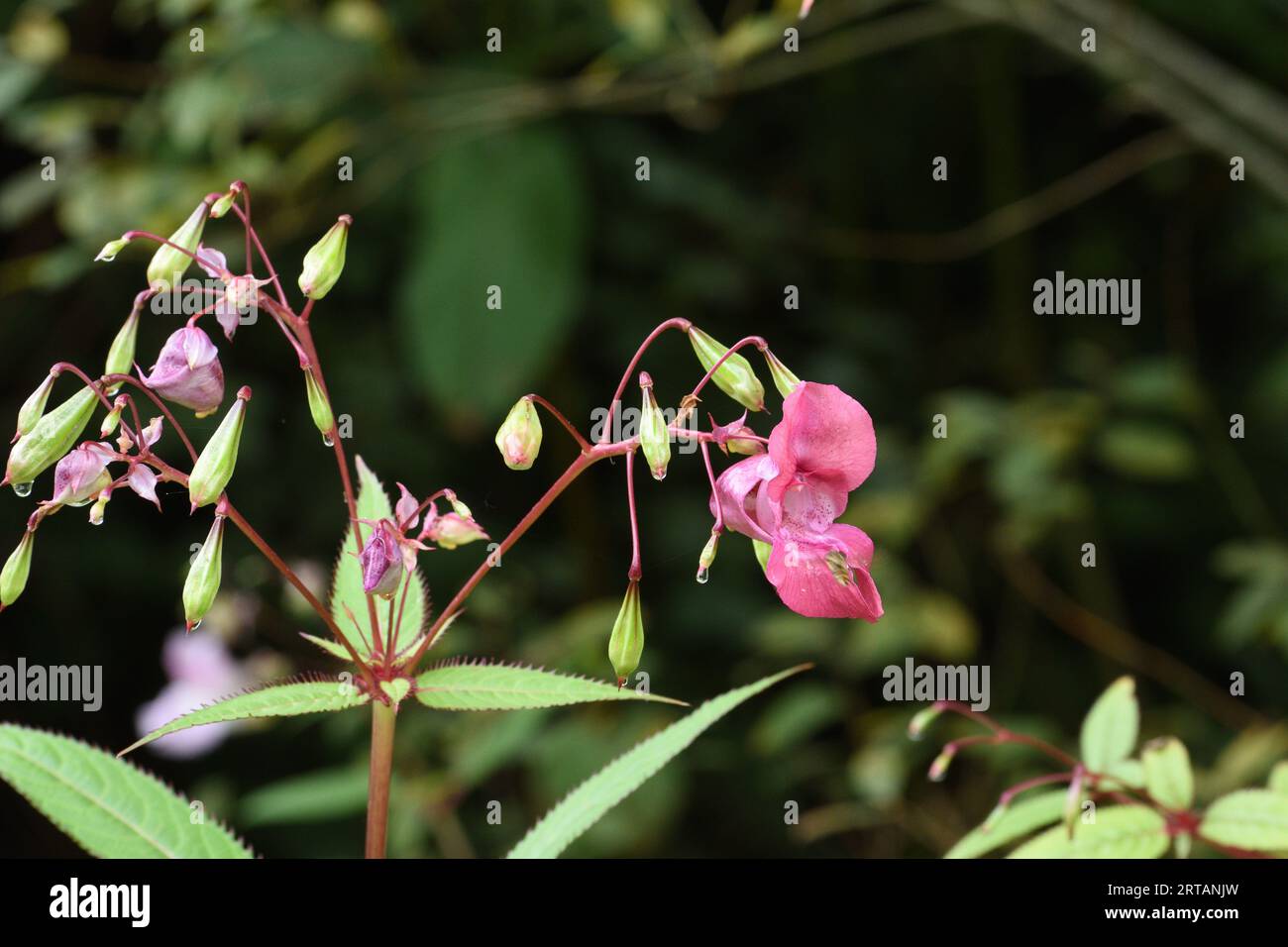 Himalayan balsam. A very tall and invasive weed. A member of the busy ...