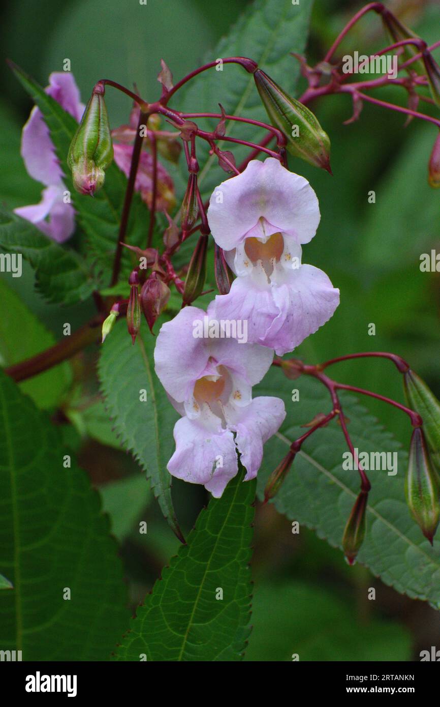 Himalayan balsam. A very tall and invasive weed. A member of the busy ...