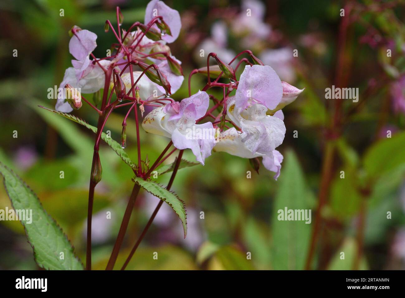 Himalayan balsam. A very tall and invasive weed. A member of the busy ...