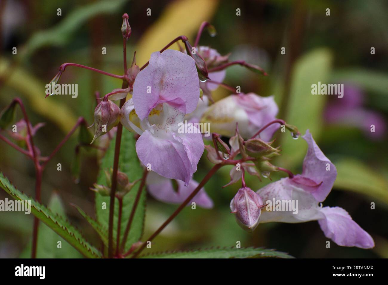 Himalayan balsam. A very tall and invasive weed. A member of the busy ...