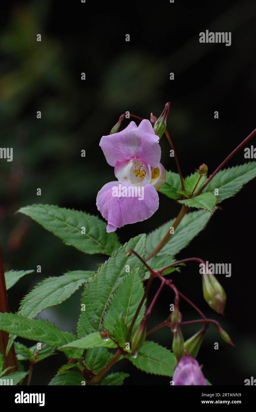 Himalayan balsam. A very tall and invasive weed. A member of the busy ...
