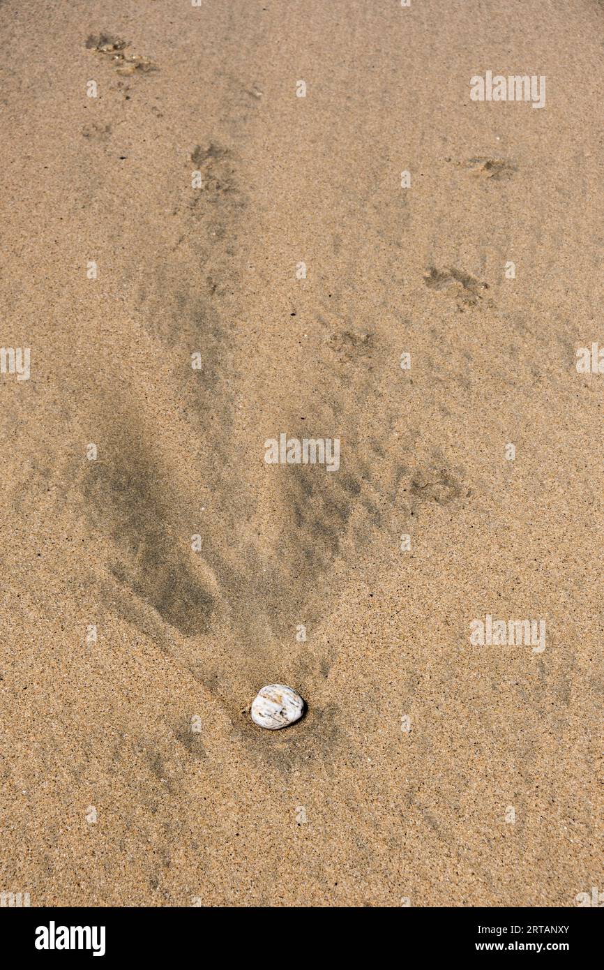A pebble on a beach in Cornwall in the UK Stock Photo - Alamy