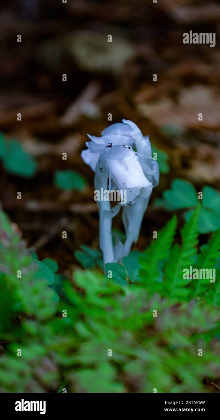 Ghost pipe monotropa uniflora hi-res stock photography and images - Alamy