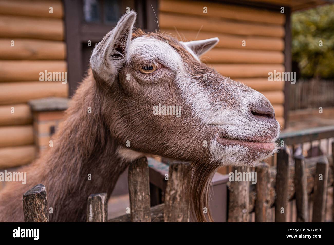 Thuringian forest goat (Capra) looking over the fence, Berlin, Berlin ...