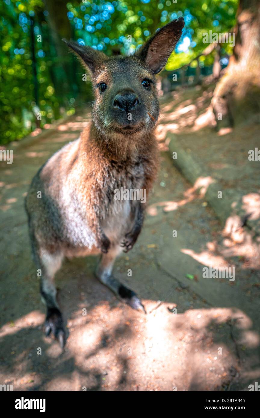 Portrait of a Bennett kangaroo (Macropodidae) male in summer, Eisenberg ...