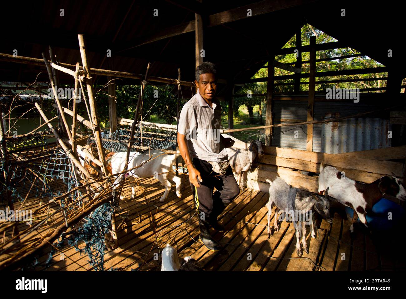 Koh Yao, Thailand; 1st January 2023: A farmer feeding his goats on his ...