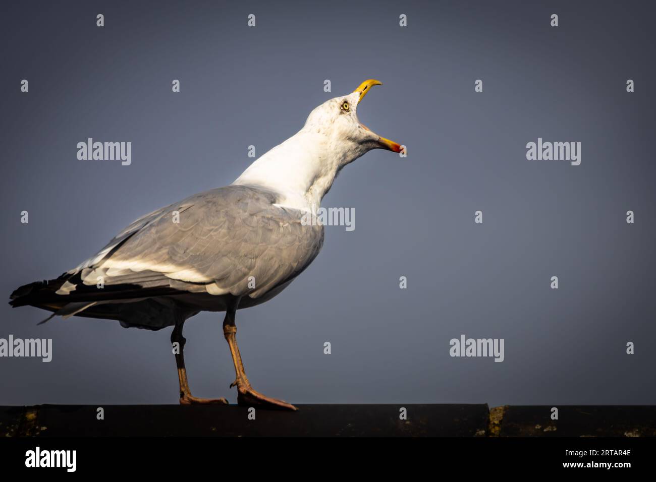 Seagull Calling from a Rooftop Stock Photo - Alamy