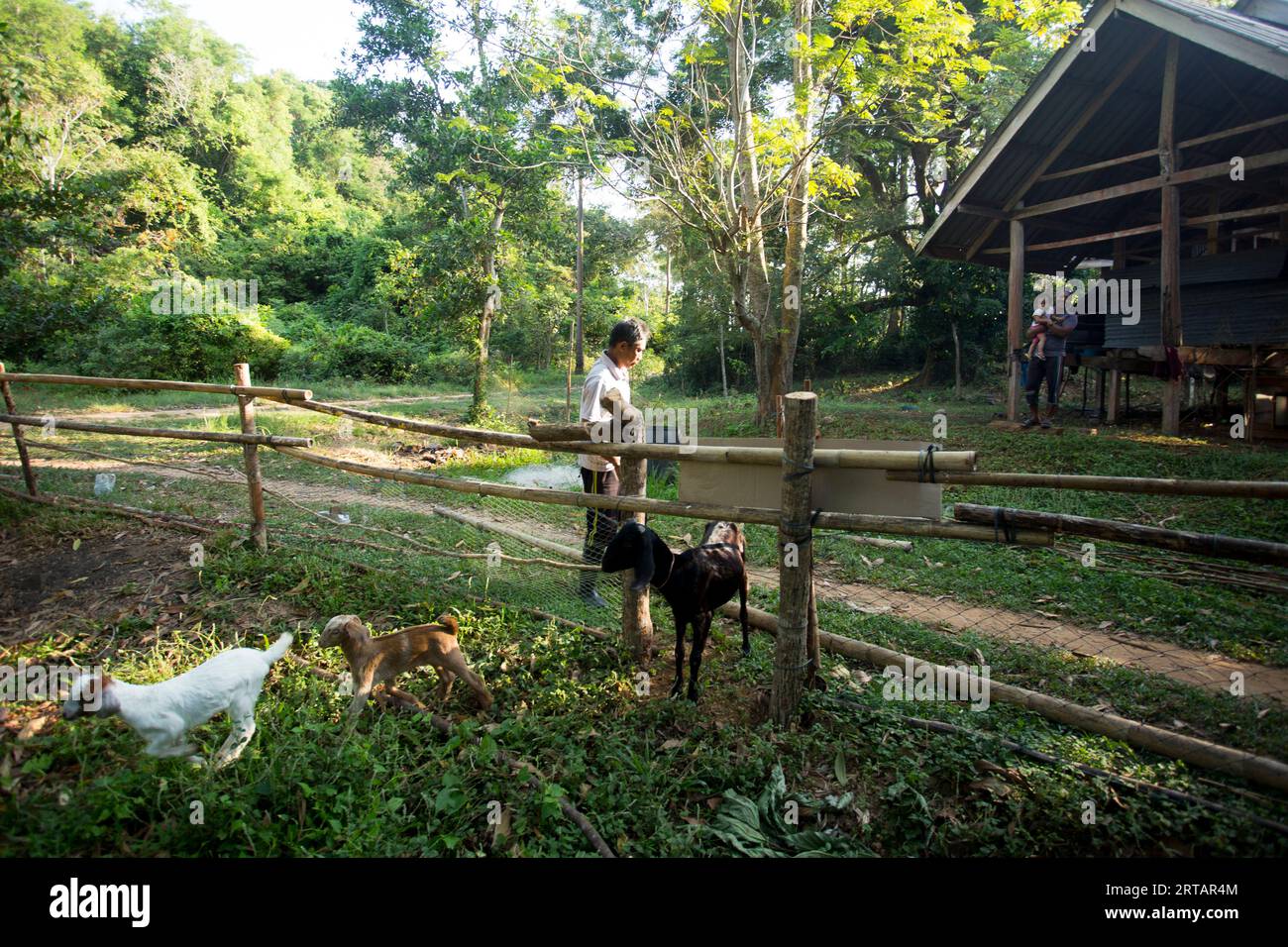 Koh Yao, Thailand; 1st January 2023: A farmer feeding his goats on his ...