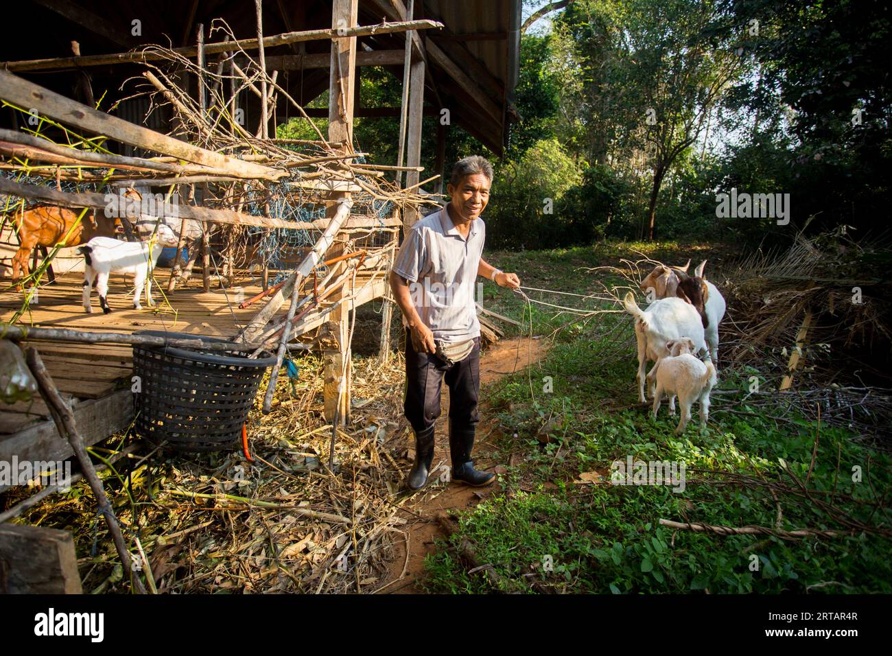 Koh Yao, Thailand; 1st January 2023: A farmer feeding his goats on his ...