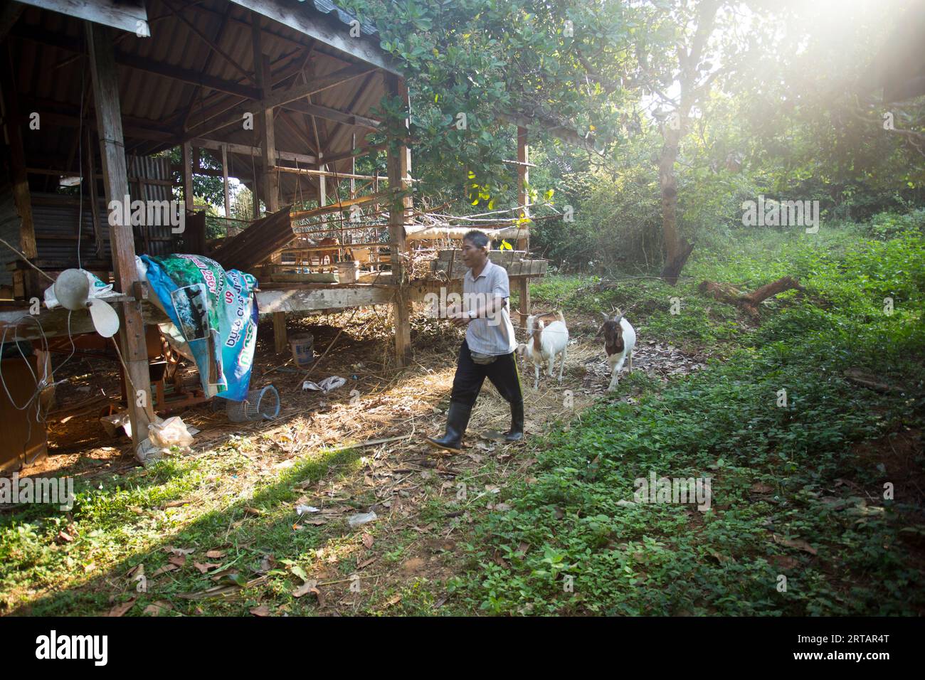 Koh Yao, Thailand; 1st January 2023: A farmer feeding his goats on his ...