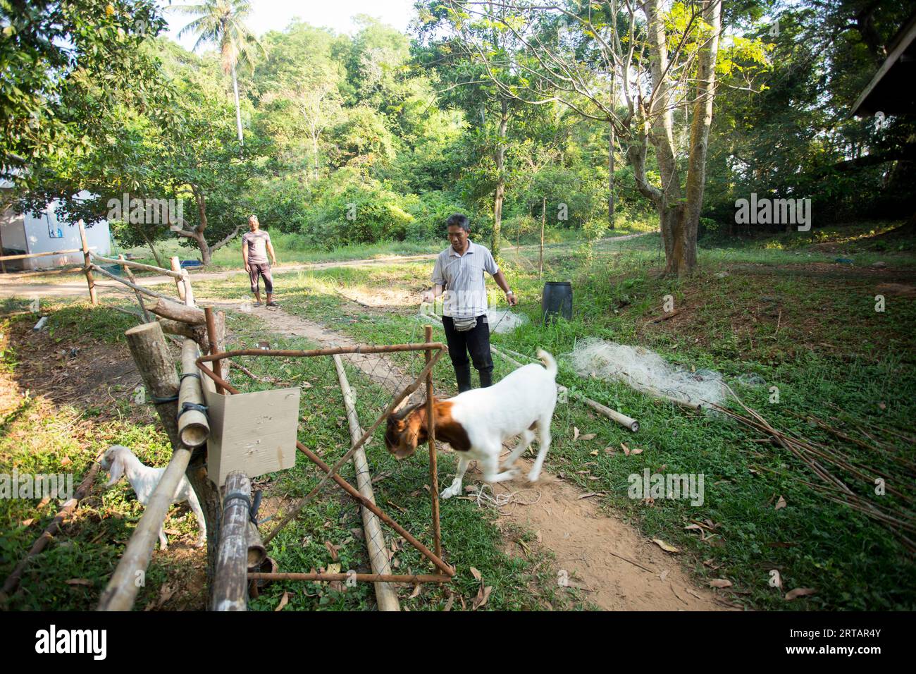 Koh Yao, Thailand; 1st January 2023: A farmer feeding his goats on his ...