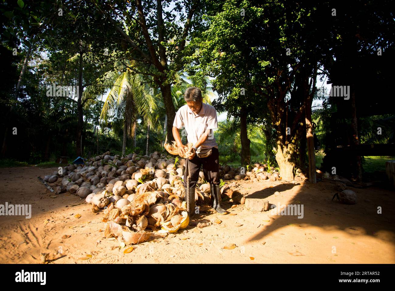 Koh Yao, Thailand; 1st January 2023: A farmer feeding his goats on his ...
