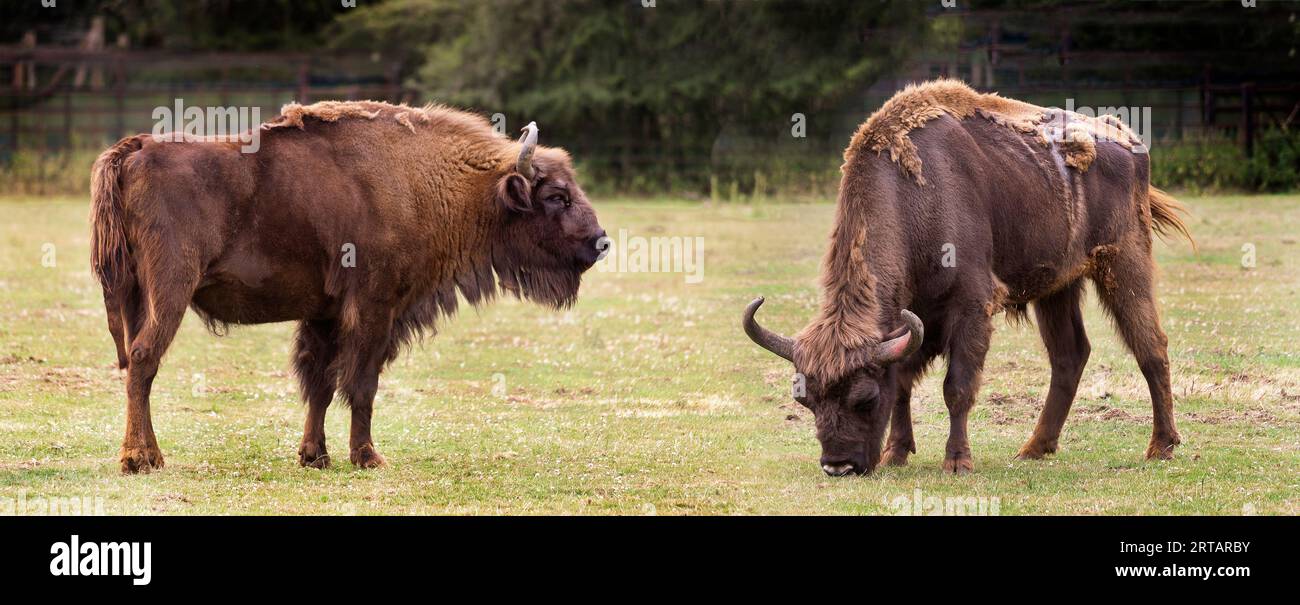 European bison (Bison bonasus Stock Photo - Alamy