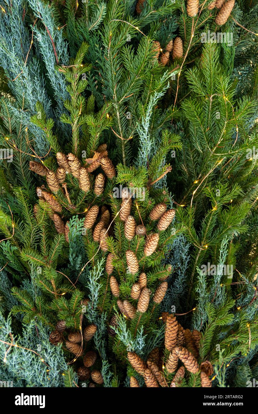 Tree branch texture hi-res stock photography and images - Alamy