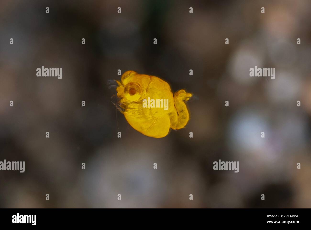 Mysid, Idiomysis sp, TK1 dive site, Lembeh Straits, Sulawesi, Indonesia ...