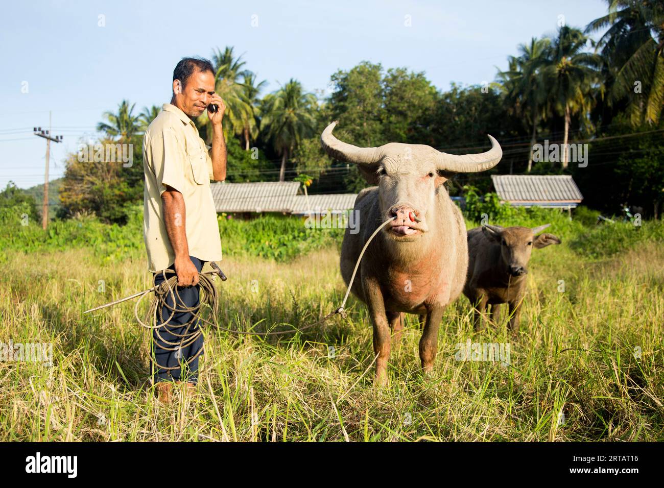 Koh Yao, Thailand; 1st January, 2023: A farmer on the island of Koh Yao with his working ox in ...