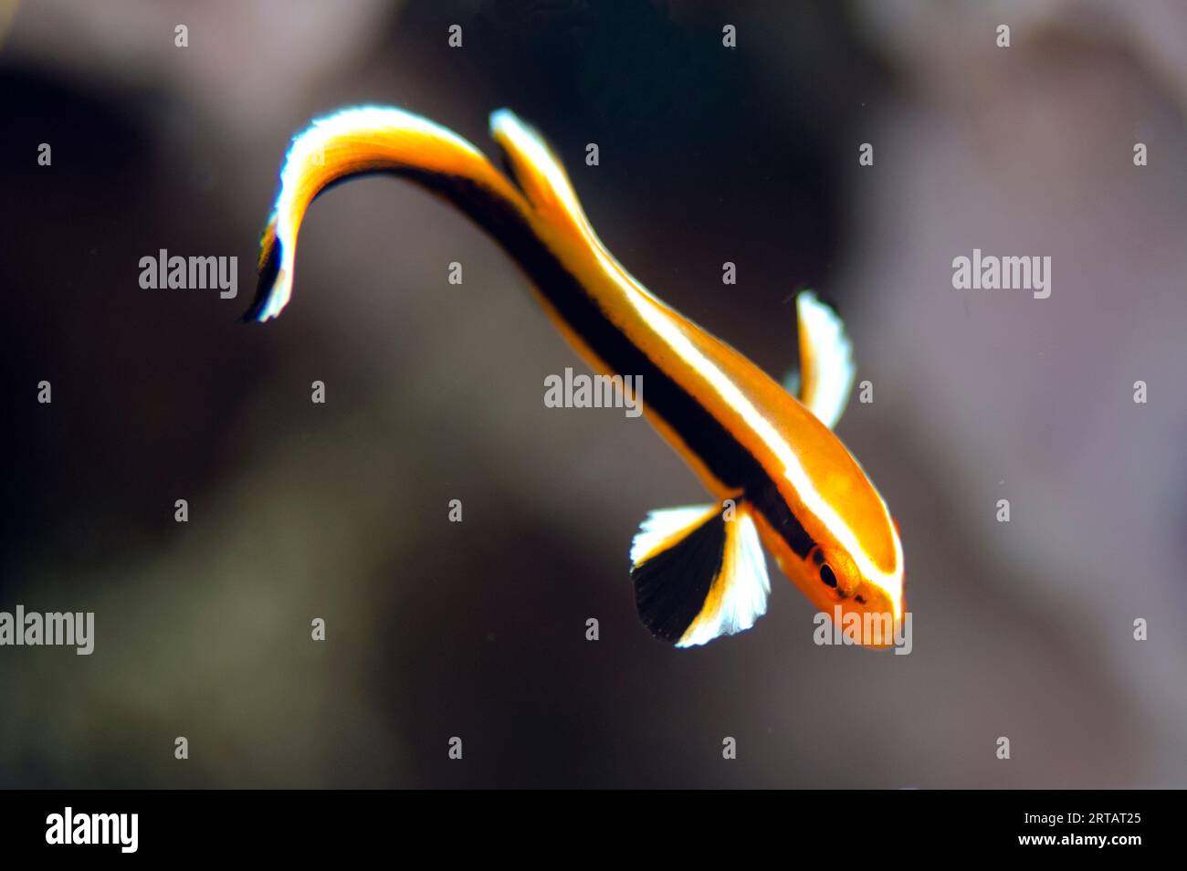 Juvenile Striped Sweetlips, Plectorhinchus lessonii, Pangah Kecil dive ...