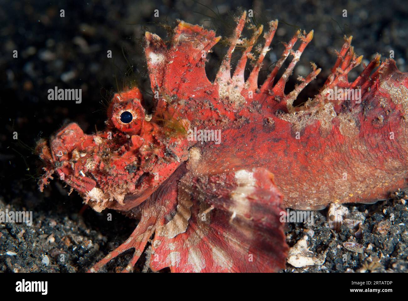 Red Spiny Devilfish, Inimicus didactylus, on sand with erect spines ...