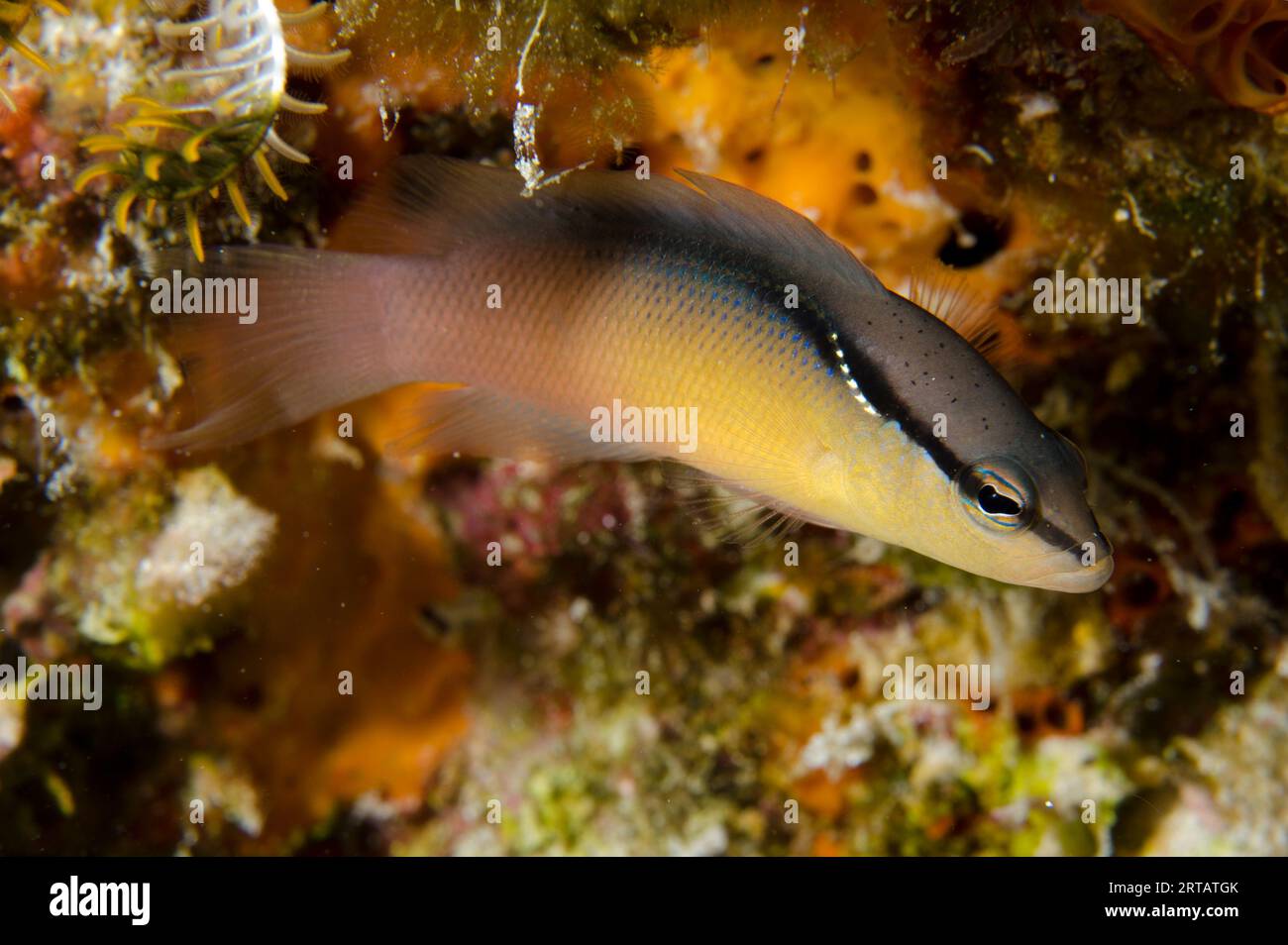 Komodo form hi-res stock photography and images - Alamy