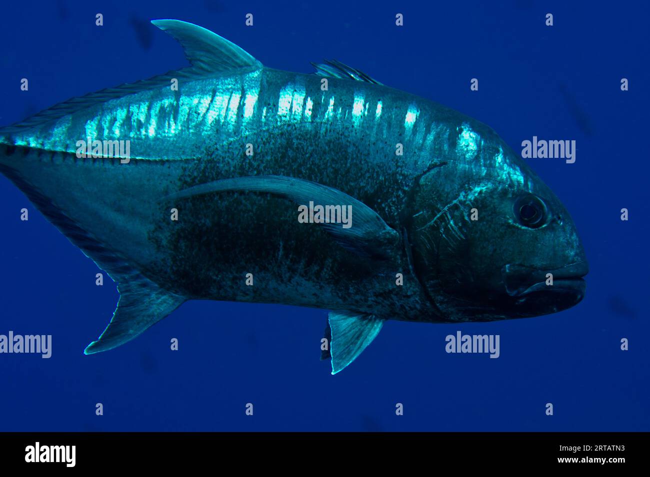 Giant Trevally, Caranx ignobilis, Crystal Rock dive site, Gili Lawa ...