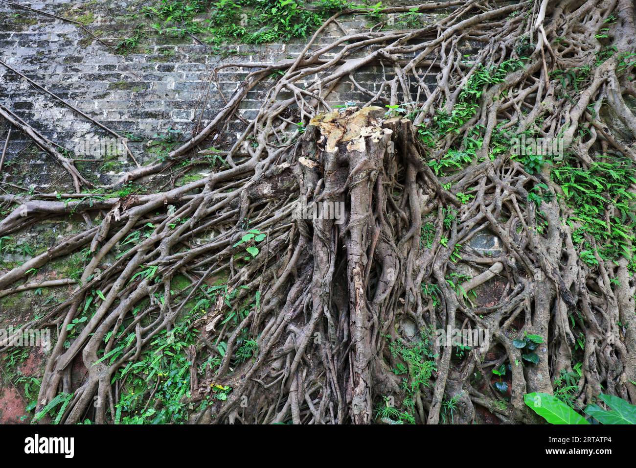The roots of banyan trees Stock Photo - Alamy
