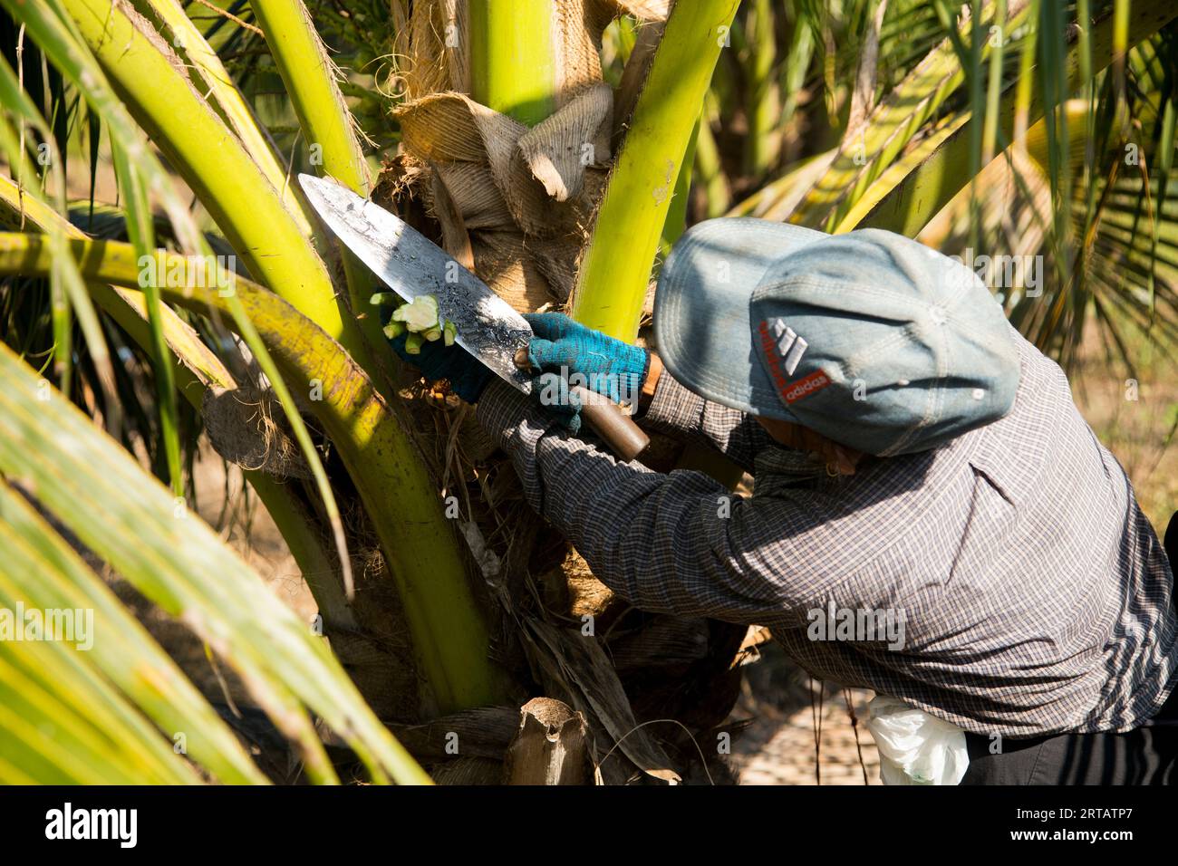Samut Songkhram, Thailand; 1st January 2023: Senior woman farmer ...