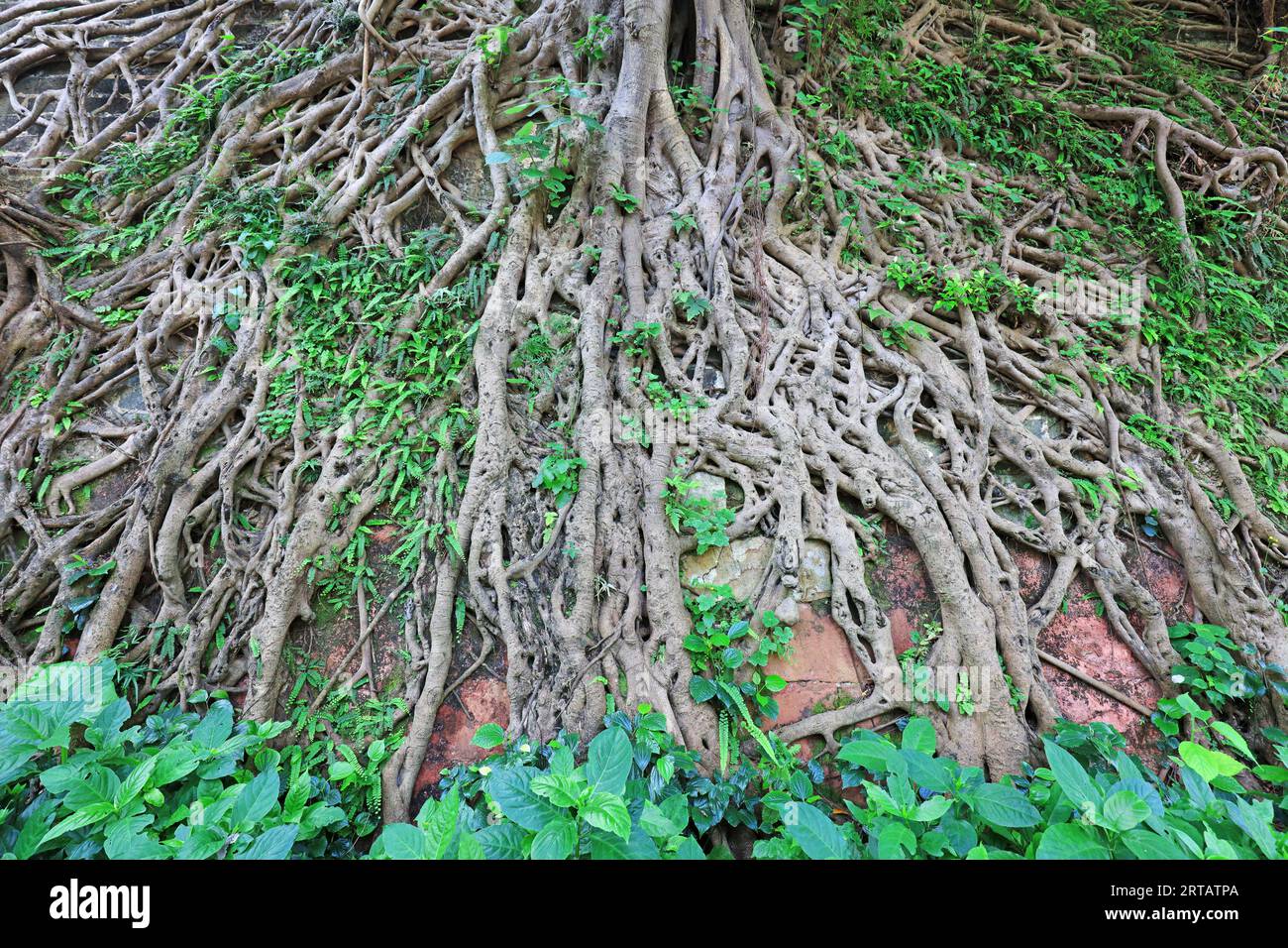 The roots of banyan trees Stock Photo - Alamy