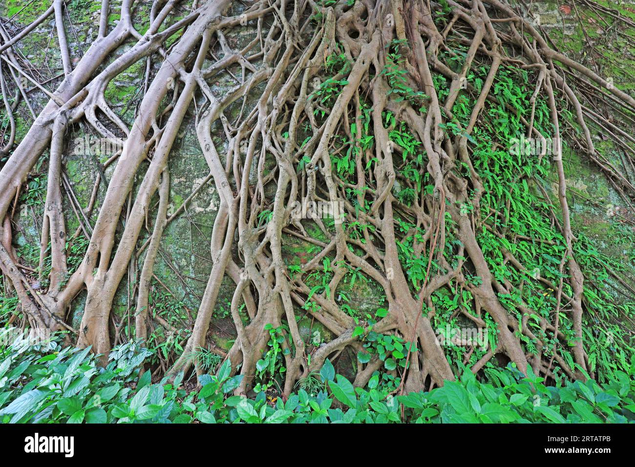 The roots of banyan trees Stock Photo - Alamy