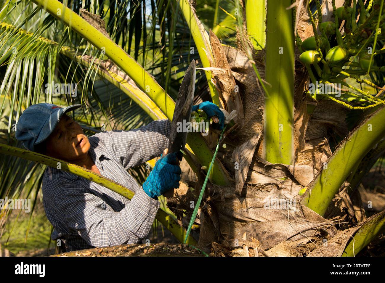 Samut Songkhram, Thailand; 1st January 2023: Senior woman farmer ...