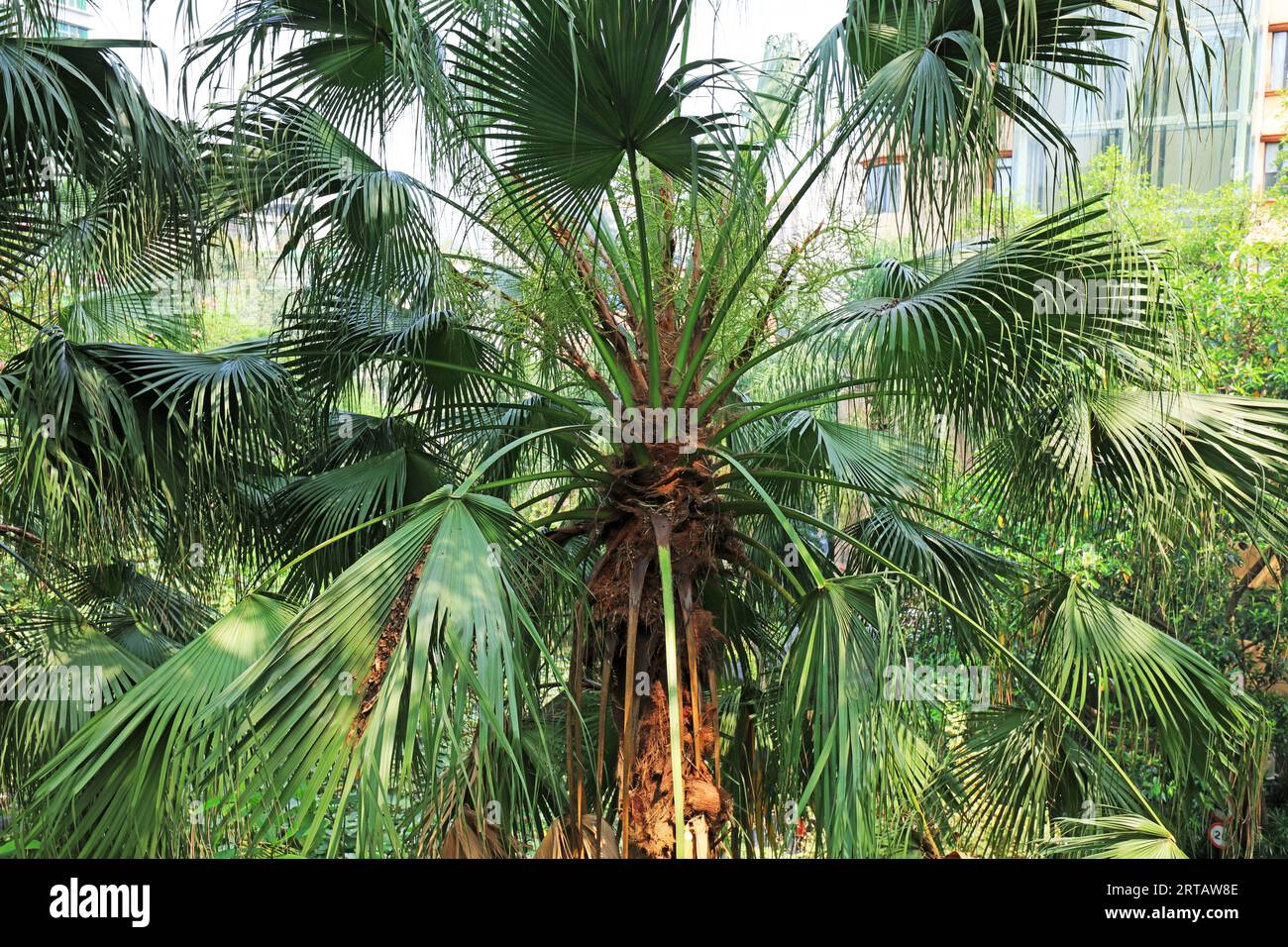 Palms in tropical botanical garden, South China Stock Photo - Alamy