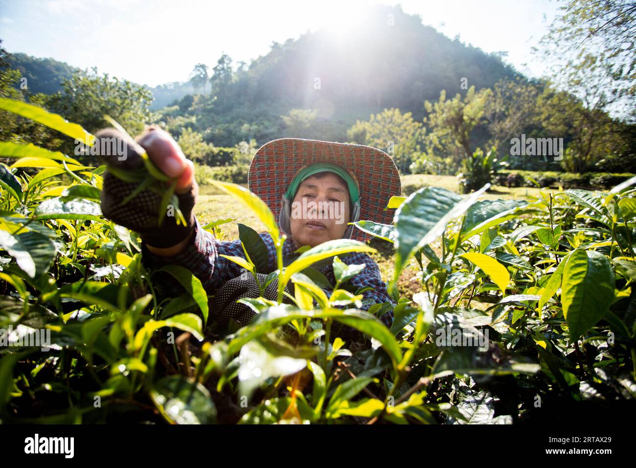 Chiang Mai, Thailand; 1st January 2023: Women picking tea leaves at an ...