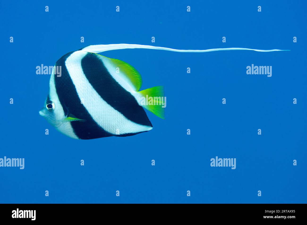 Dorsal band hi-res stock photography and images - Alamy