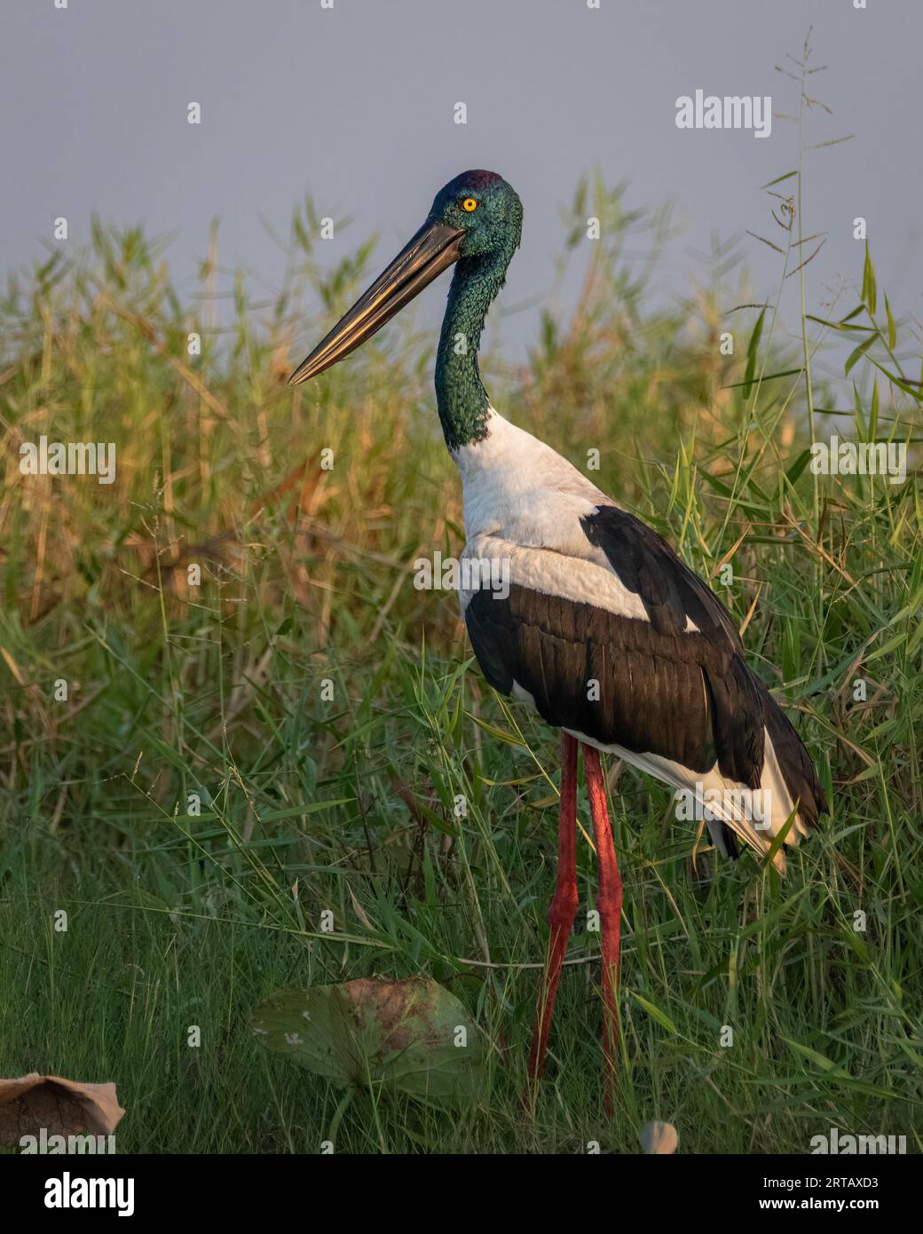 A beautiful female Black-Necked Stork standing tall Stock Photo - Alamy