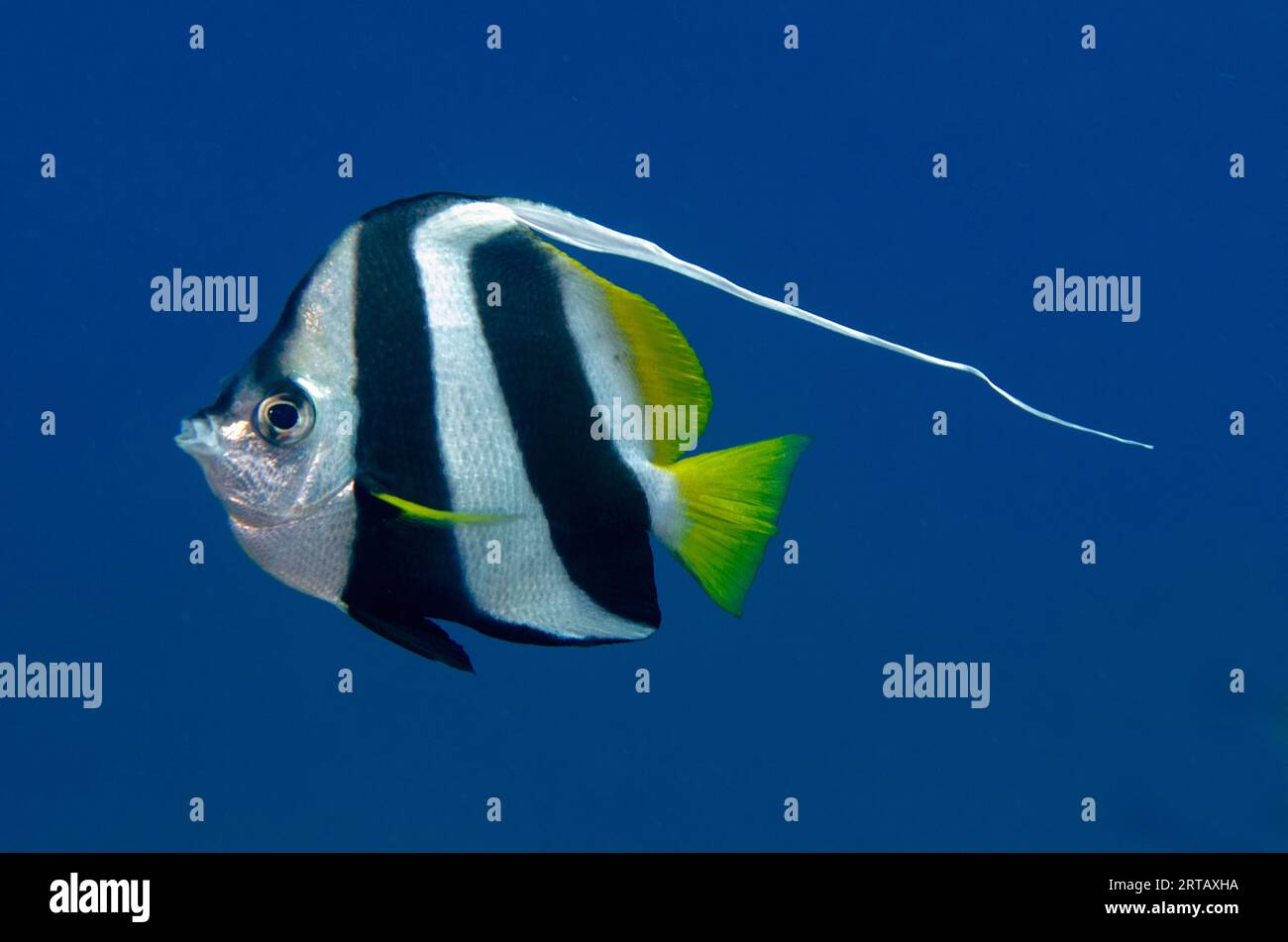 Dorsal band hi-res stock photography and images - Alamy