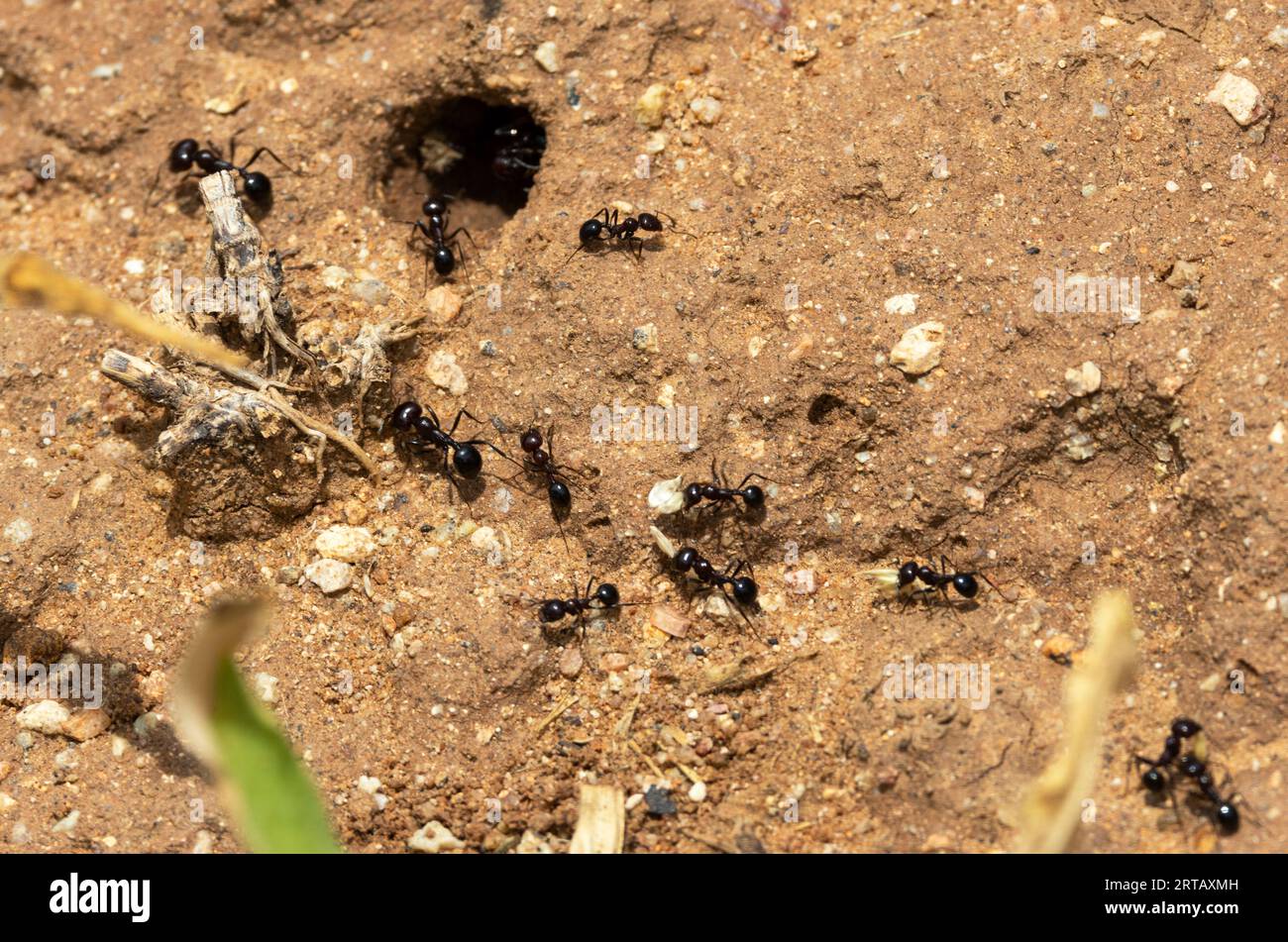 Worker Harvester Ants gather grass seeds and return to the colony where ...
