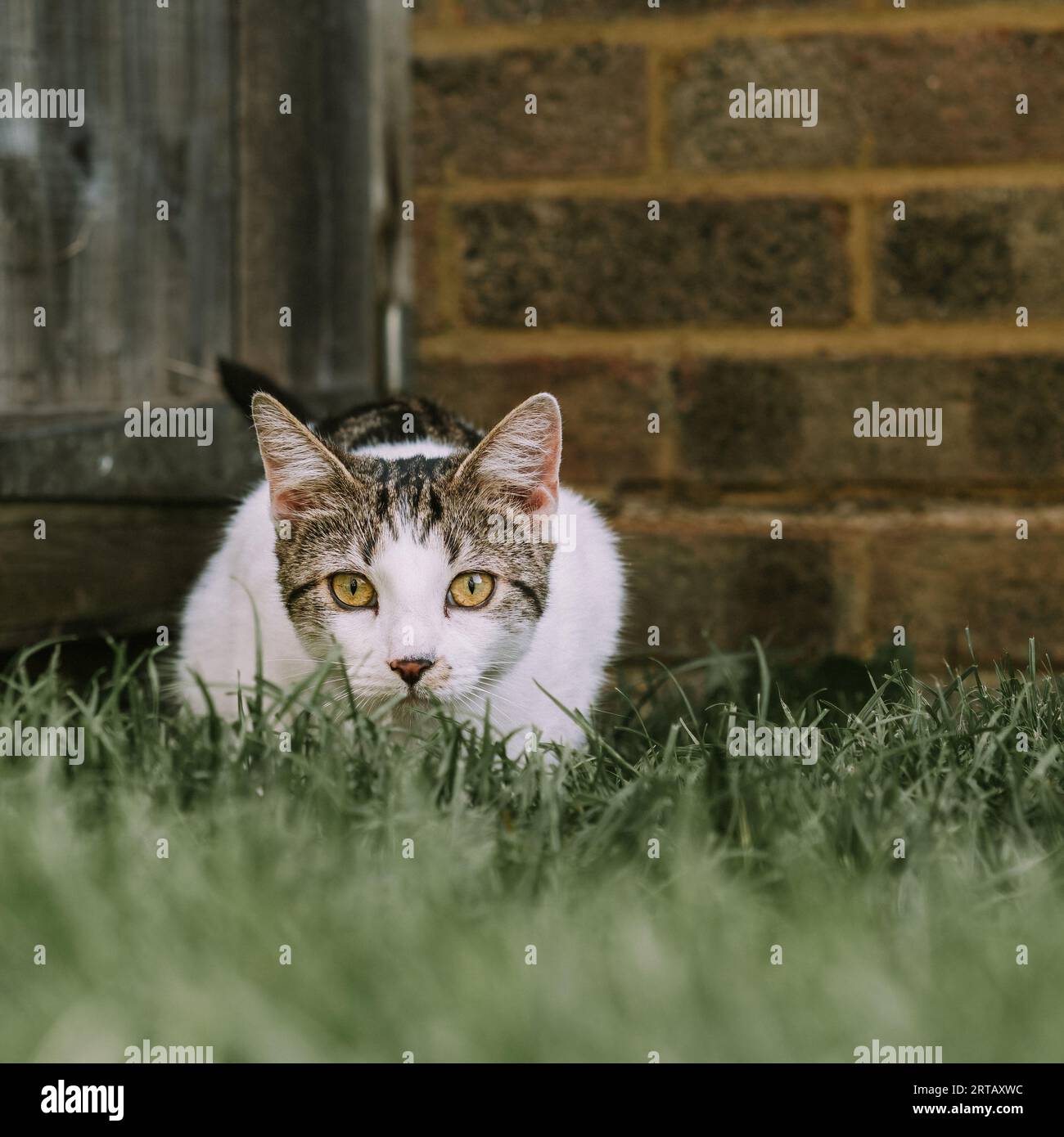 Crouching cat hi-res stock photography and images - Alamy