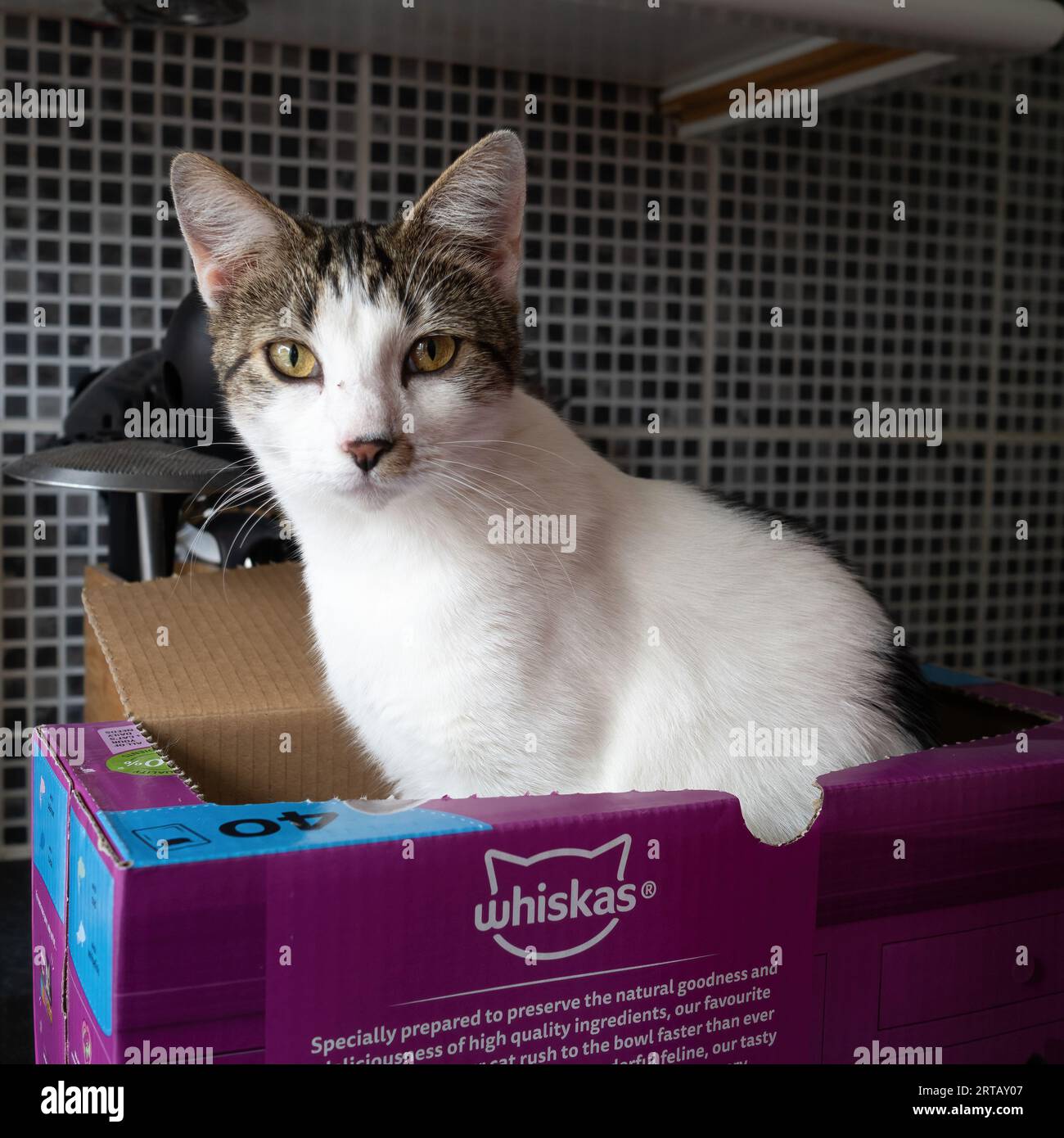 Brown and white tabby sitting in a box Stock Photo - Alamy