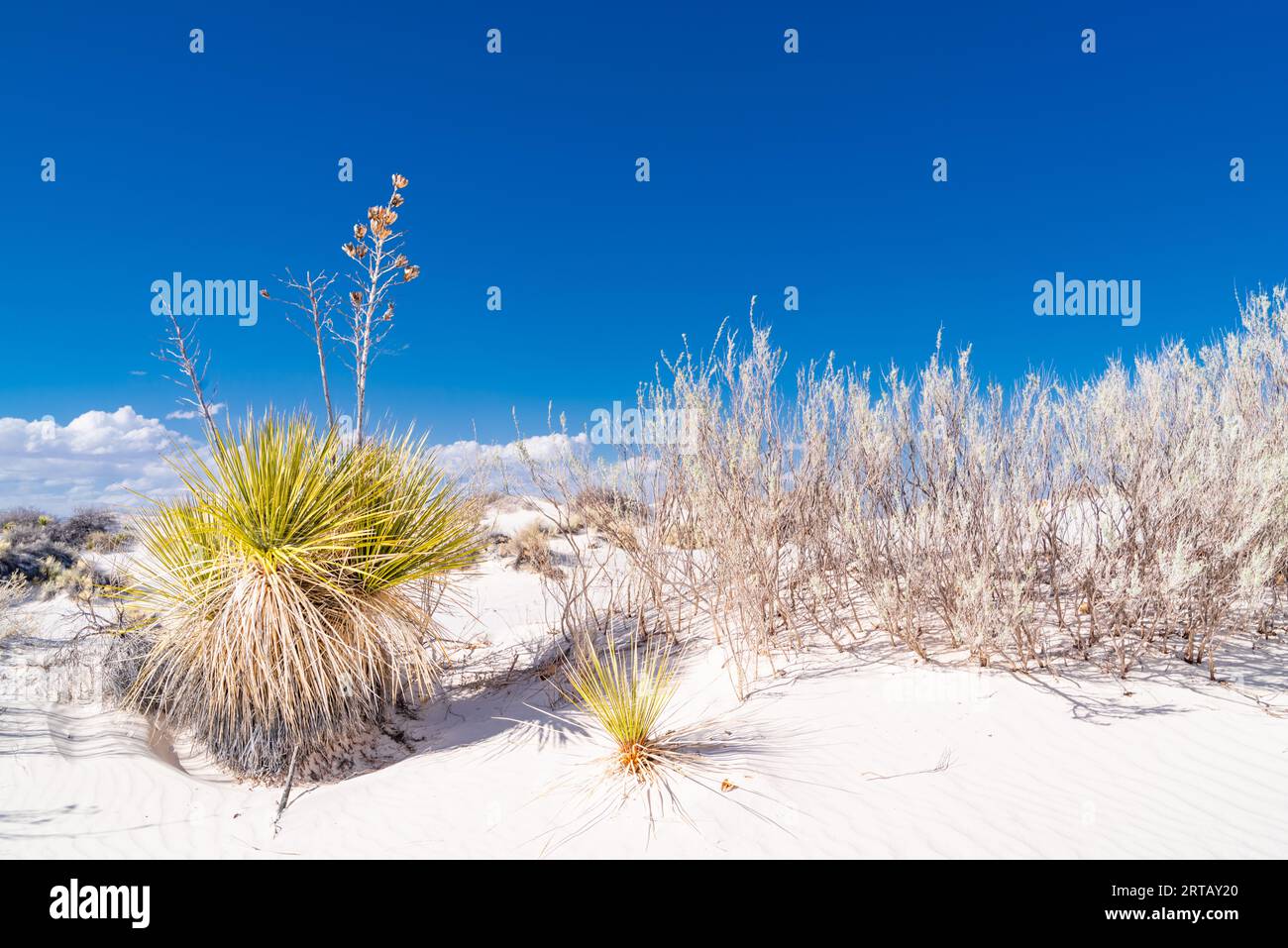 Small growth on the Gypsum dunes of White Sands National Monument in ...