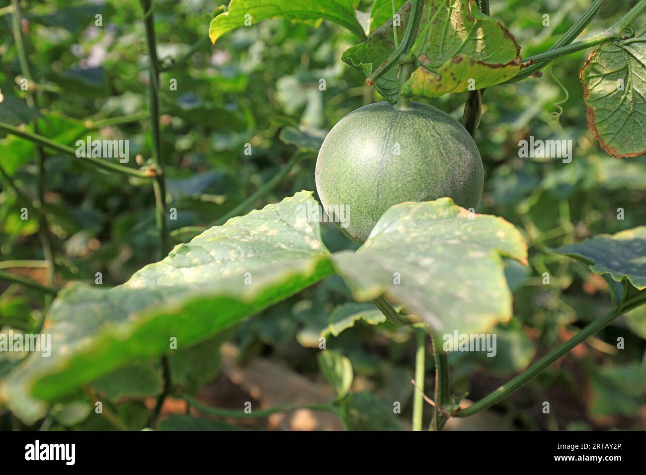 Melons grow on plants in greenhouses Stock Photo - Alamy