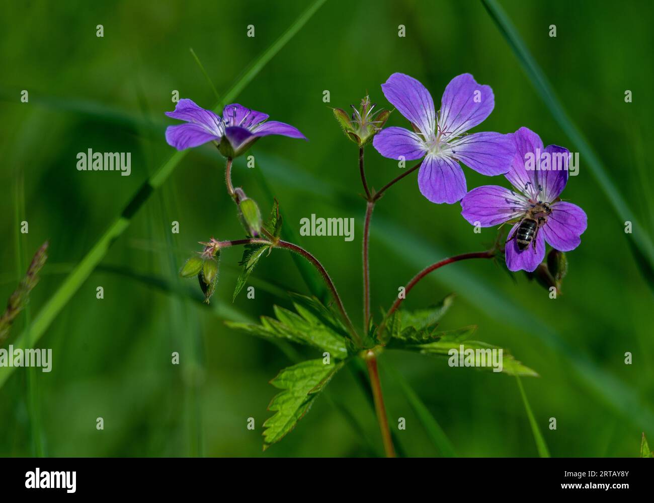 Meadow cranesbill (Geranium pratense) with honey bee Stock Photo - Alamy